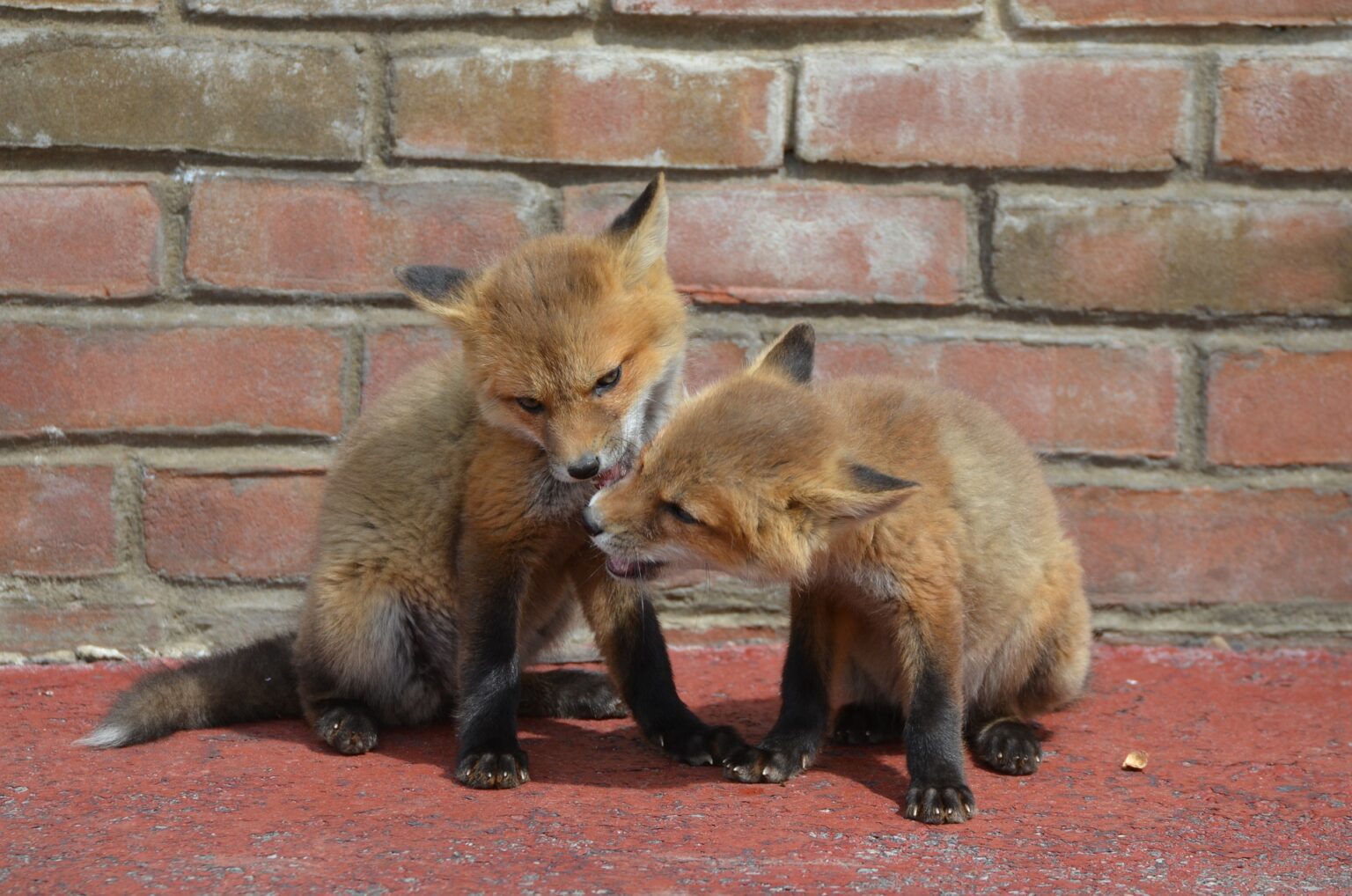 Wer ist Fredy Fox? - Foxtrail